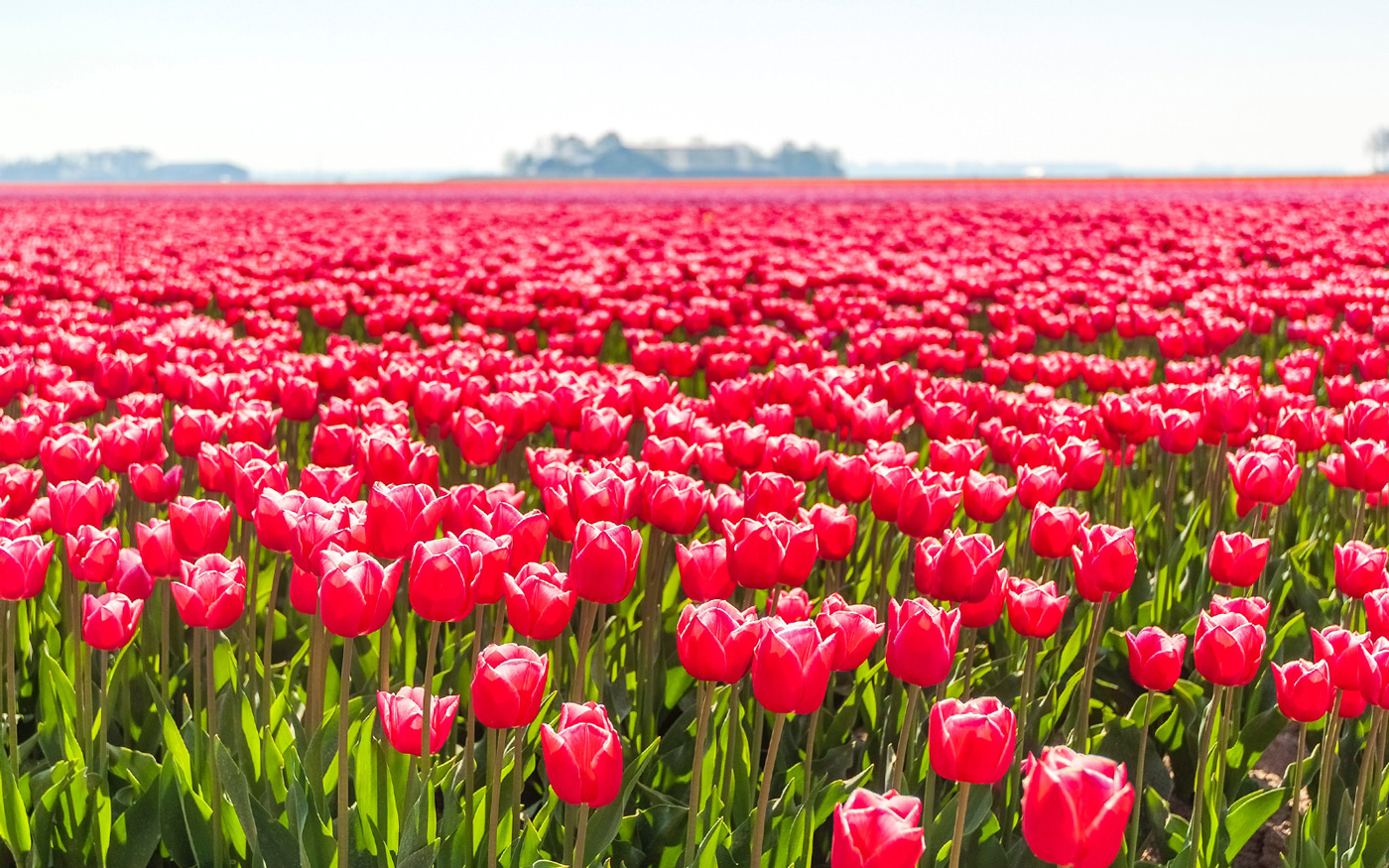 Minimizing floriculture’s environmental footprint - PRé Sustainability