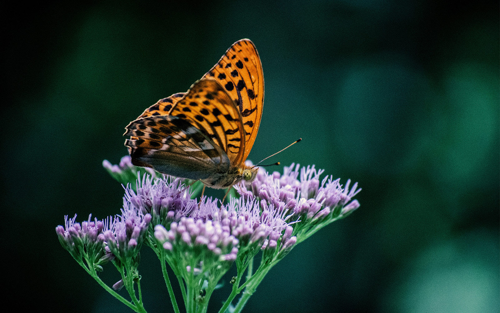 Getting started in biodiversity assessment of investments - PRé ...