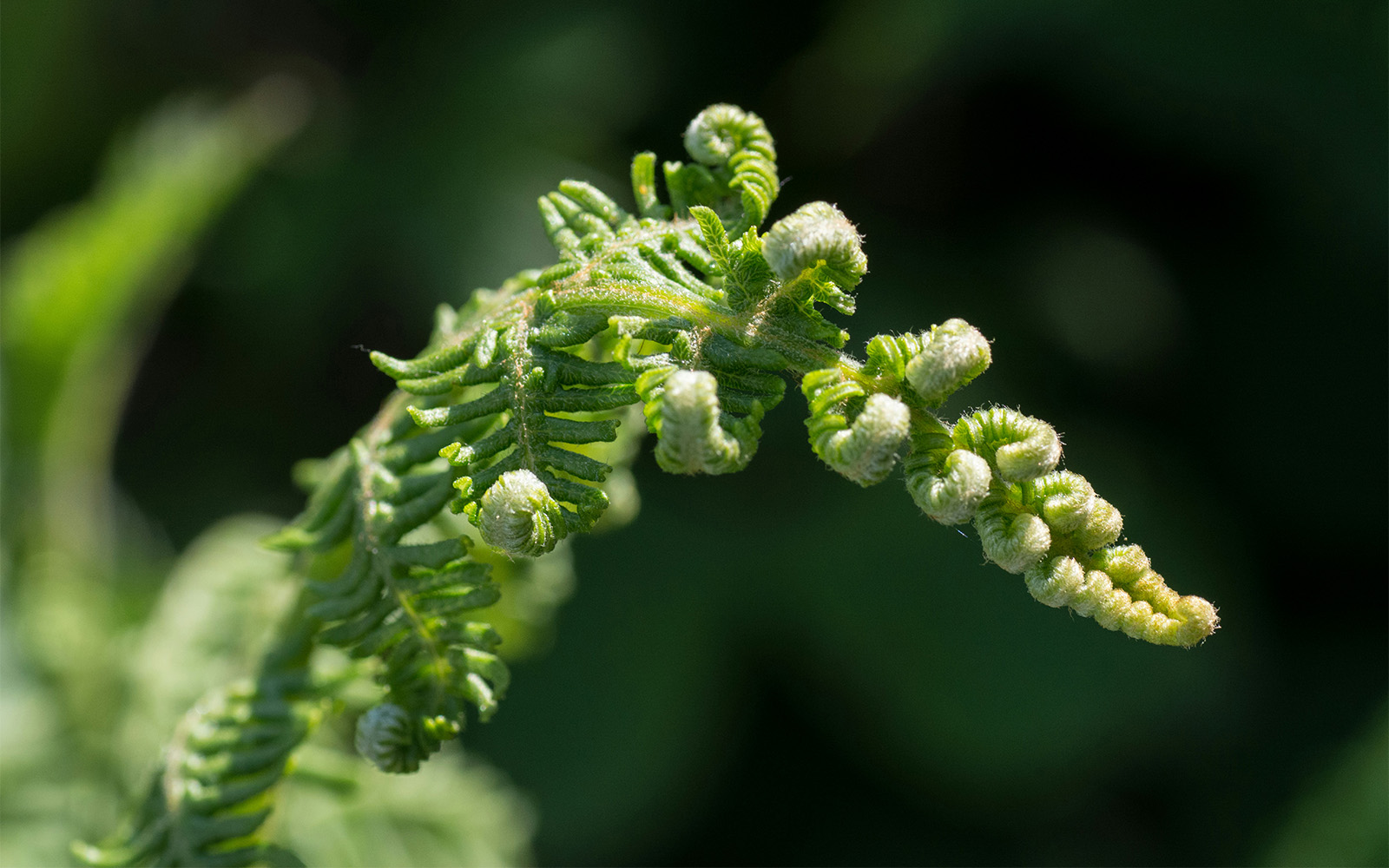 From ambition to impact: how Ecoras expanded its services with SimaPro ...